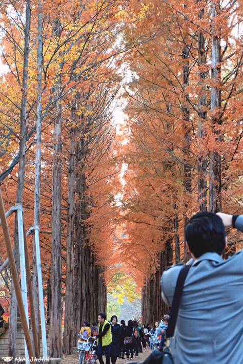 [KOREA] NAMI ISLAND (NAMISEOM) – Travel Guide | ANAKJAJAN.COM