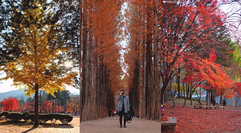 [KOREA] NAMI ISLAND (NAMISEOM) – Travel Guide | ANAKJAJAN.COM