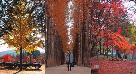 [KOREA] NAMI ISLAND (NAMISEOM) – Travel Guide | ANAKJAJAN.COM