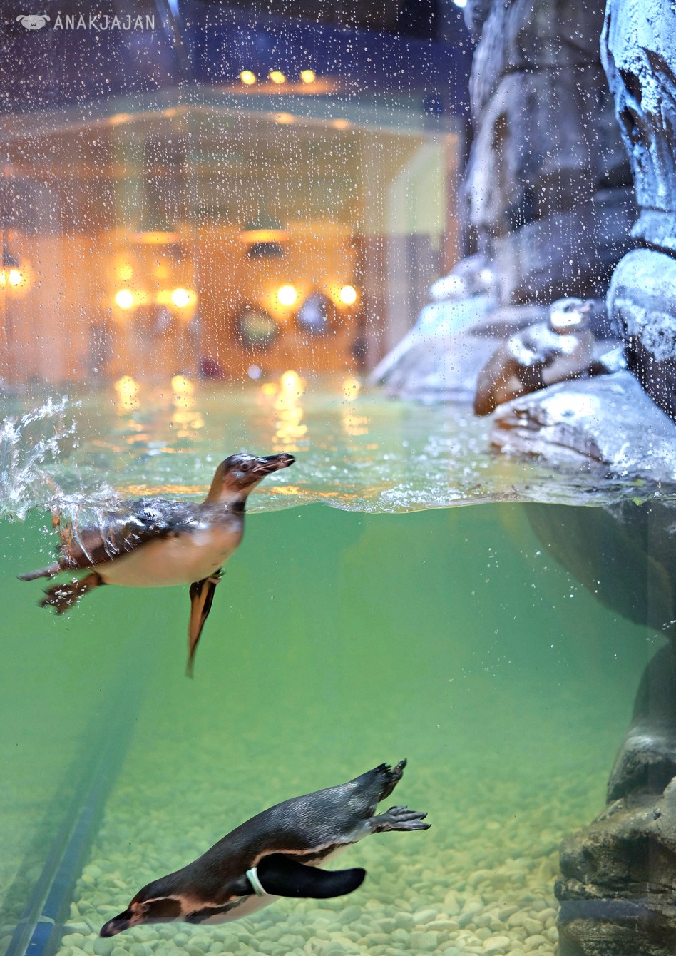 PINGOO RESTAURANT BY JAKARTA AQUARIUM – NEO SOHO MALL, Jakarta | ANAKJAJAN.COM