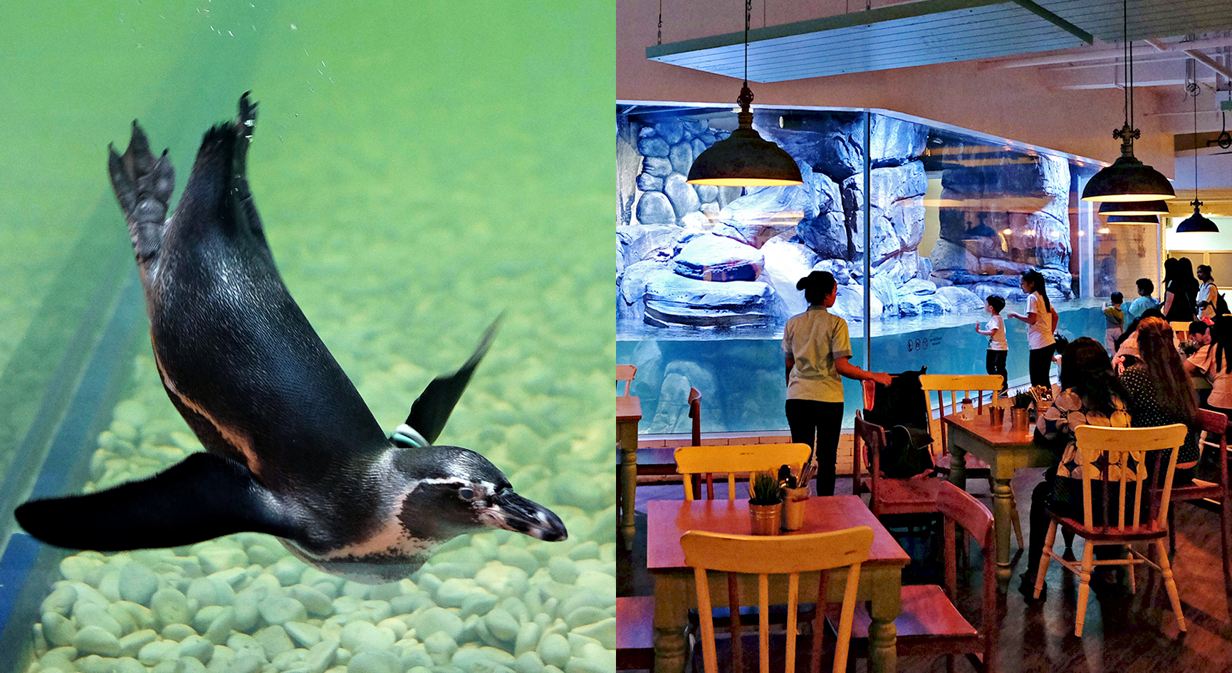PINGOO RESTAURANT BY JAKARTA AQUARIUM – NEO SOHO MALL, Jakarta ...