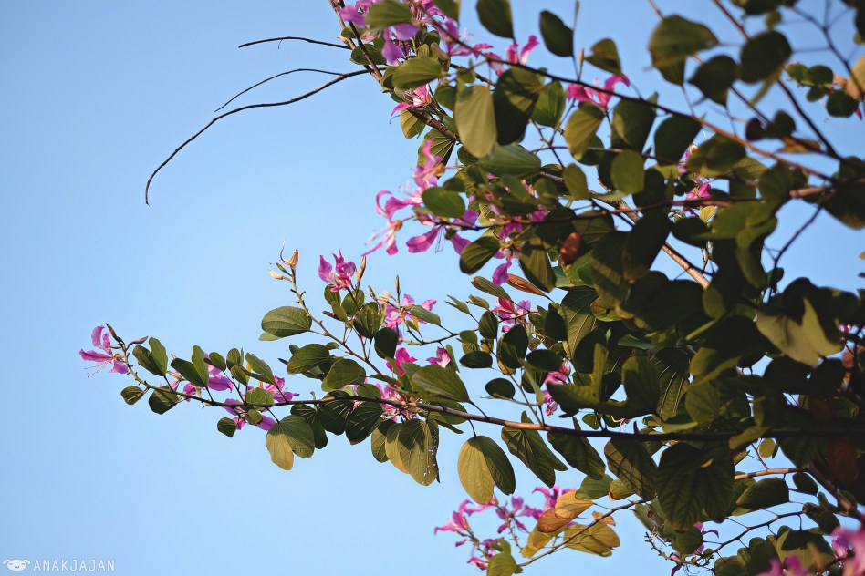 SAMASTA LIFESTYLE VILLAGE – JIMBARAN, Bali | ANAKJAJAN.COM