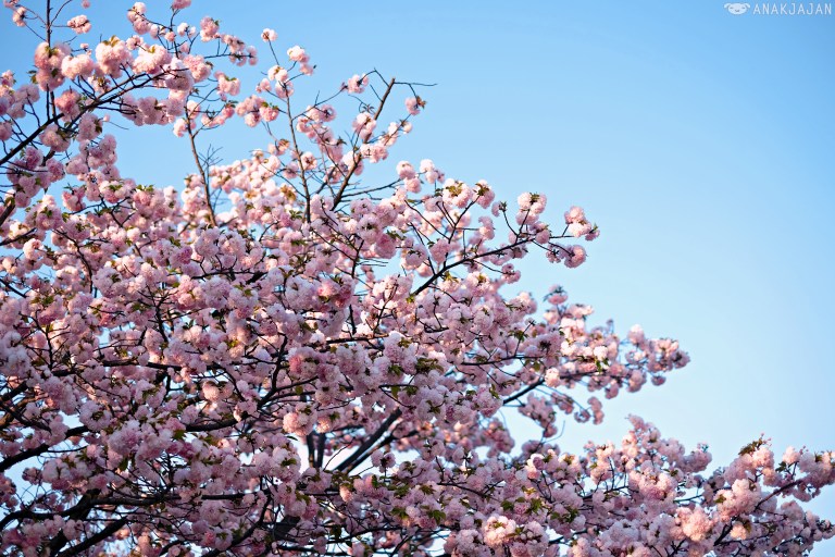 [JAPAN] OSAKA SPRING TRAVEL GUIDE for Best CHERRY BLOSSOM (Sakura ...