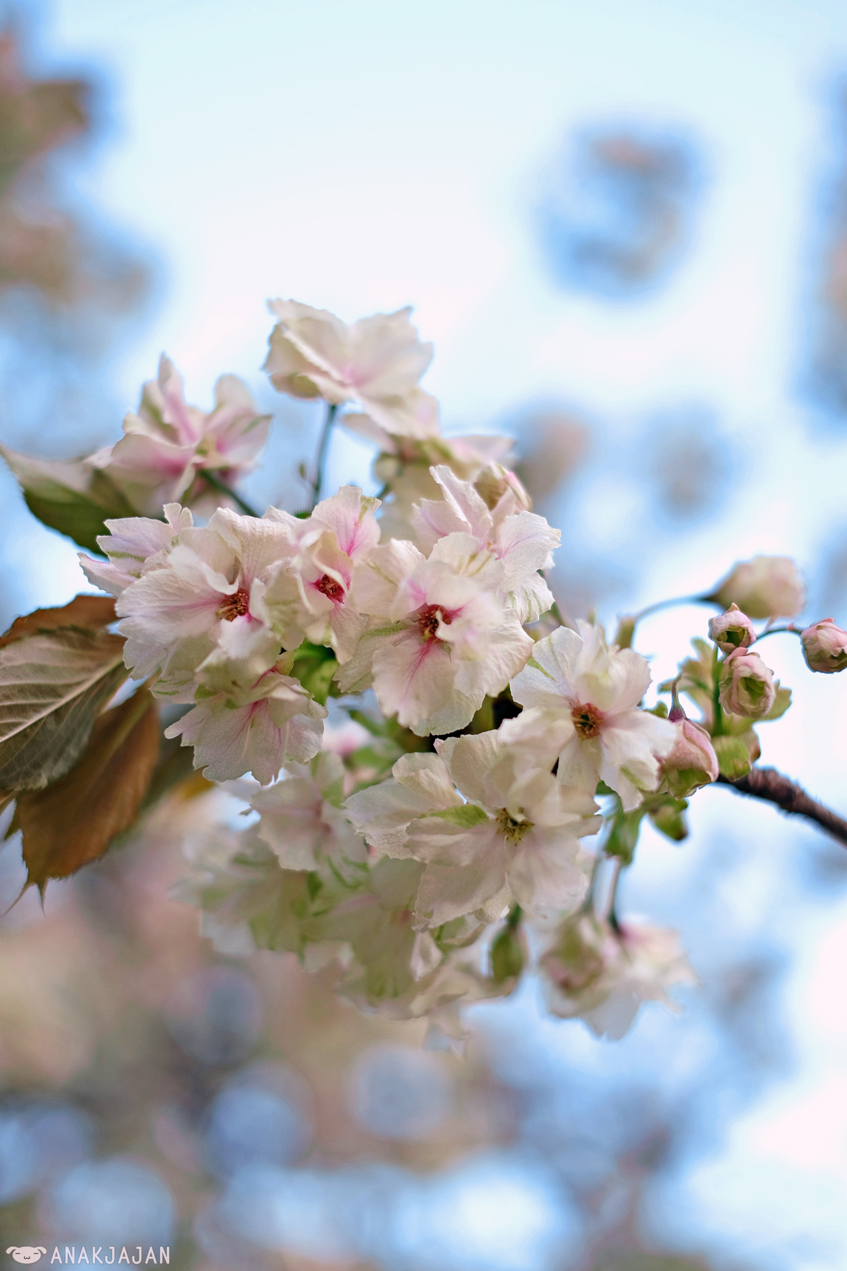 [Japan] *UPDATED* 2020 CHERRY BLOSSOM (SAKURA) SCHEDULE FORECAST ...