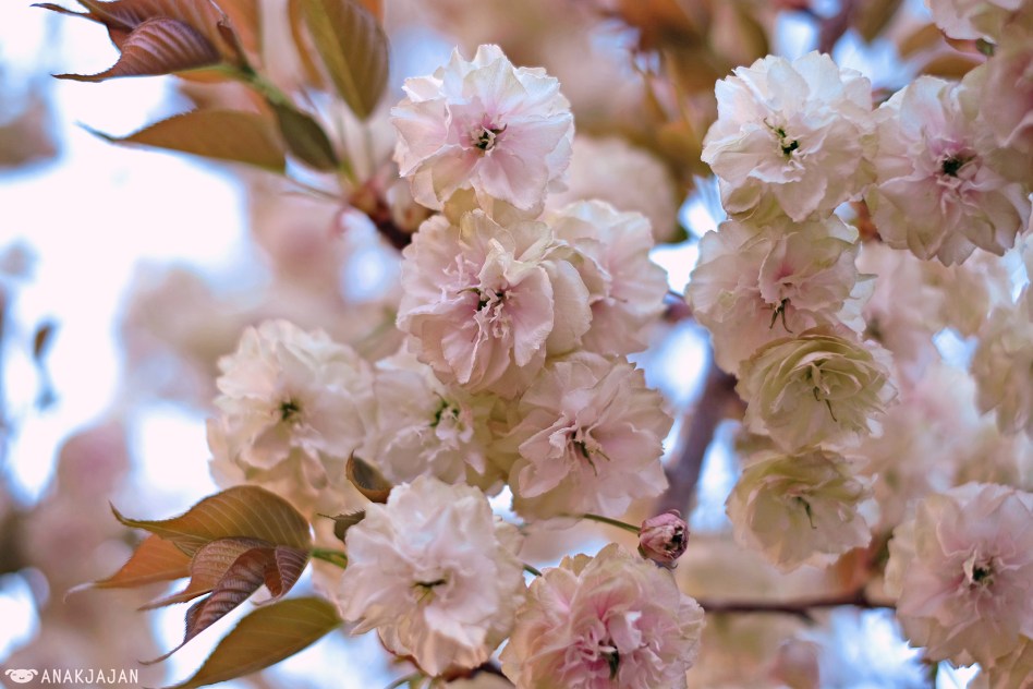 [JAPAN] OSAKA SPRING TRAVEL GUIDE for Best CHERRY BLOSSOM (Sakura ...