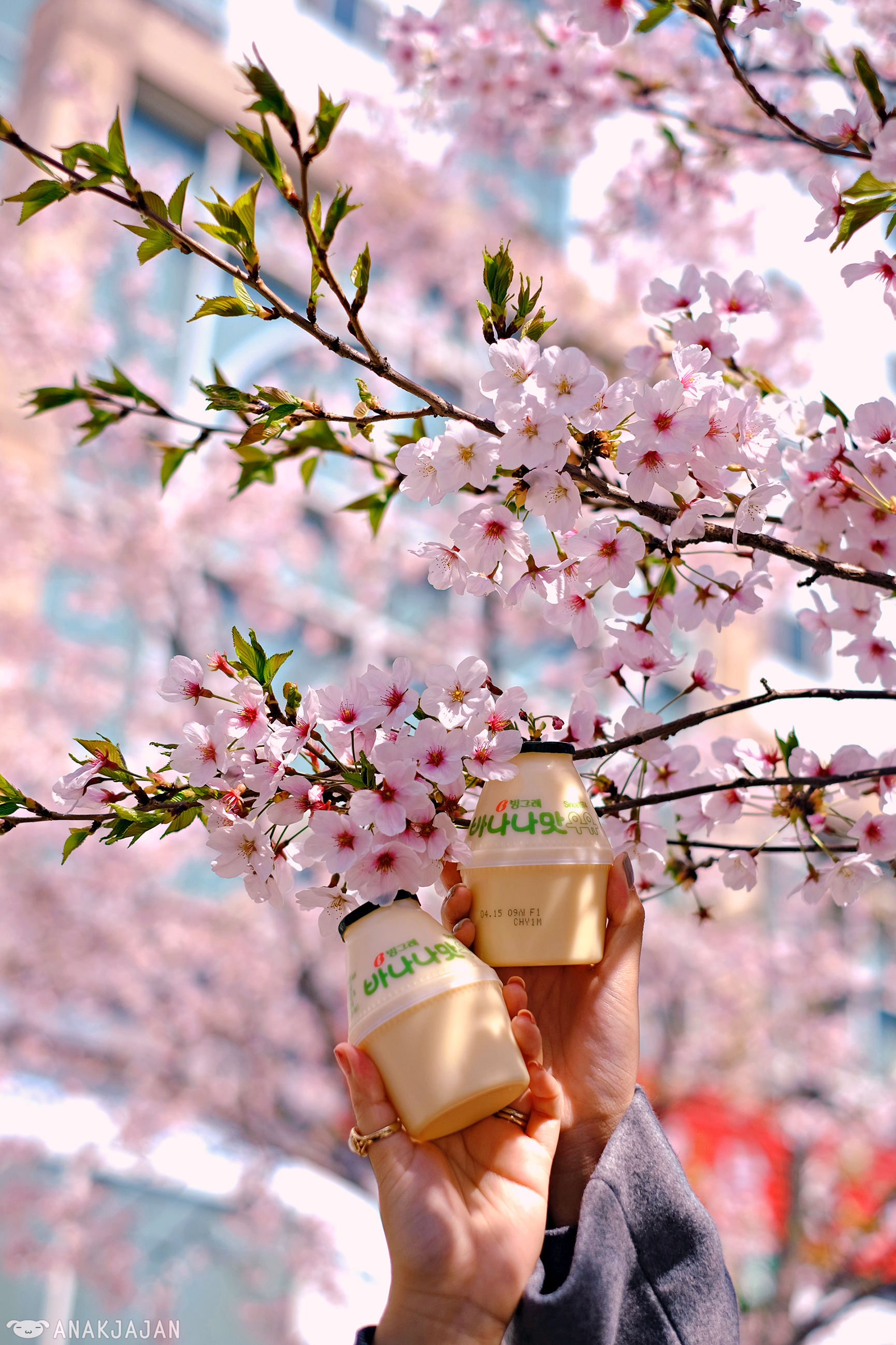 [KOREA] CHERRY BLOSSOMS IN SEOUL – Where is the BEST PLACES to see it ...